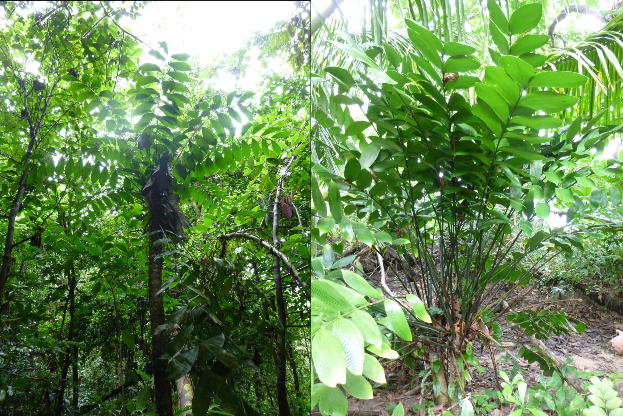 How to cultivate Zamia in temperate climates | Cycadales