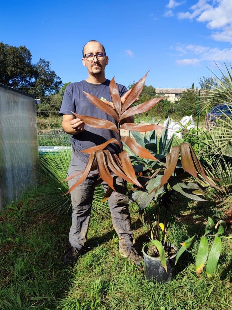 How to cultivate Zamia in temperate climates | Cycadales