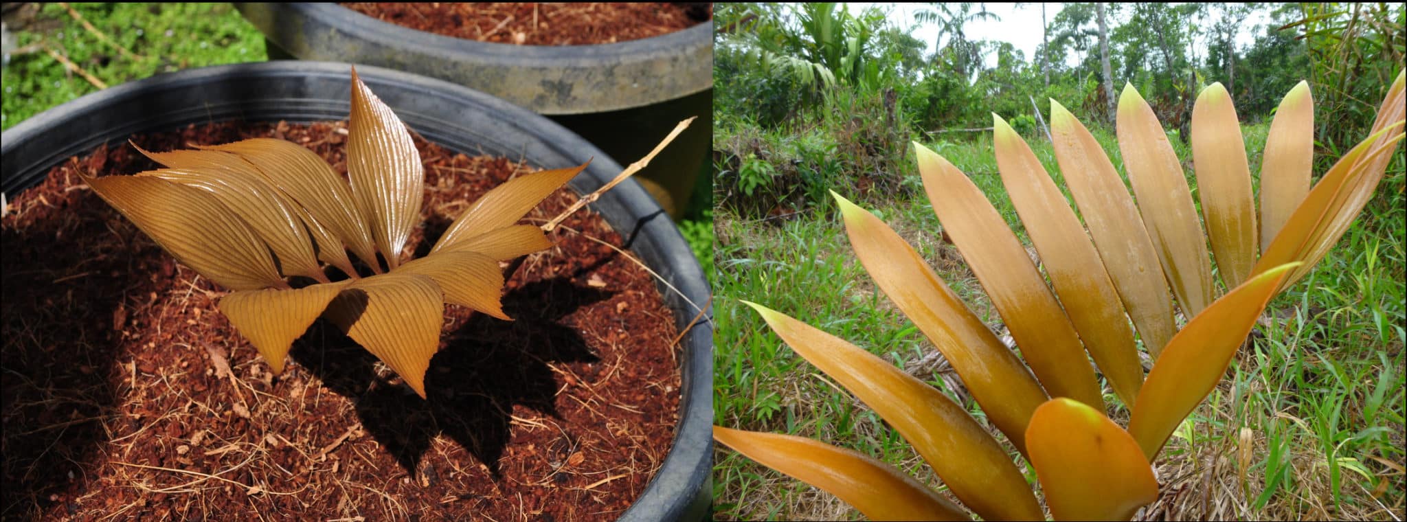 How to cultivate Zamia in temperate climates | Cycadales