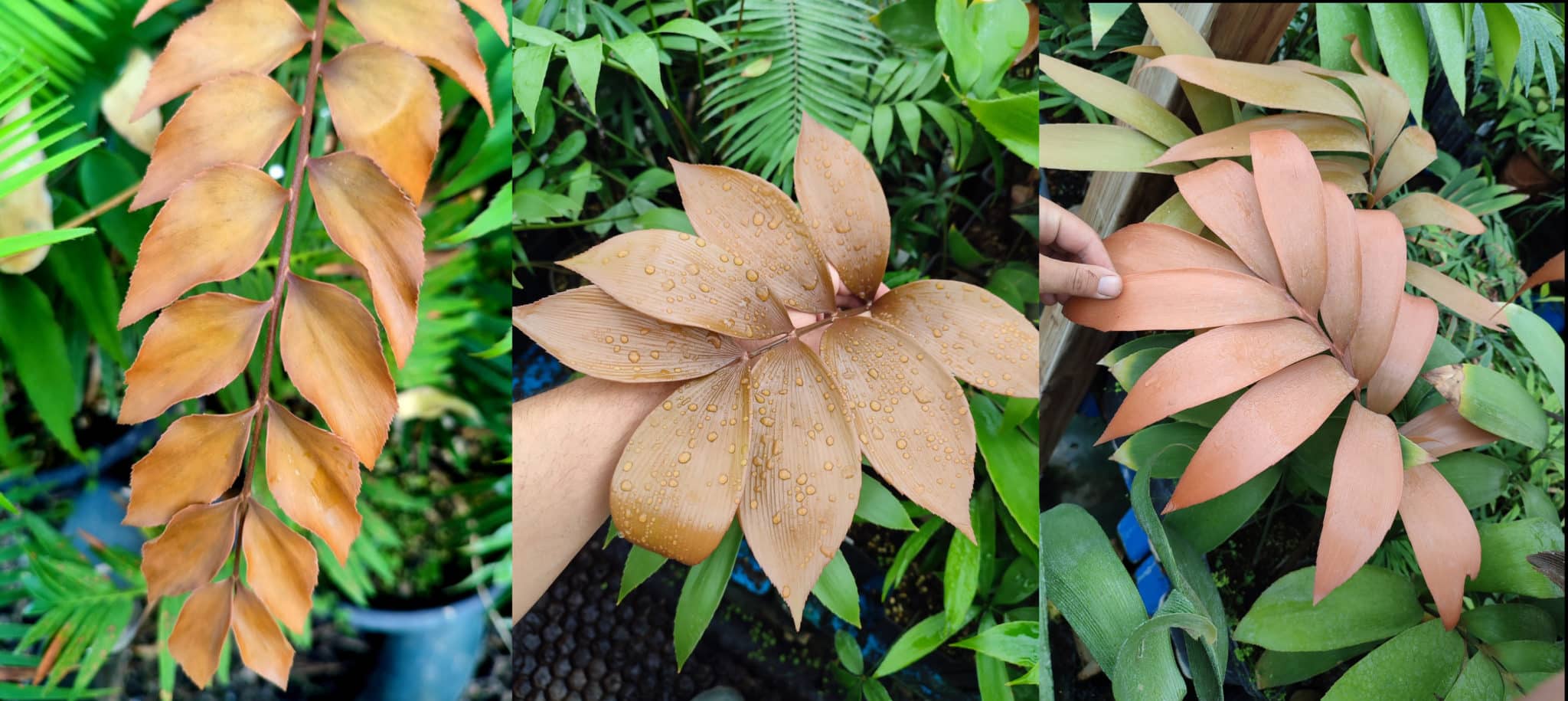 How to cultivate Zamia in temperate climates | Cycadales