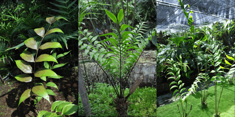 How to cultivate Zamia in temperate climates | Cycadales