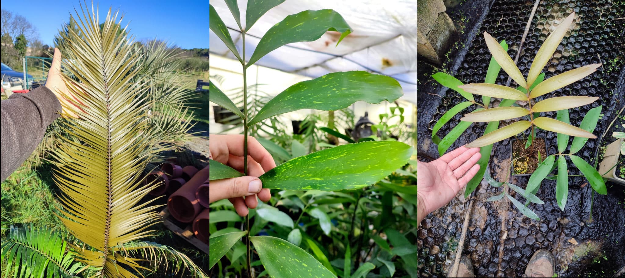 How to cultivate Zamia in temperate climates | Cycadales