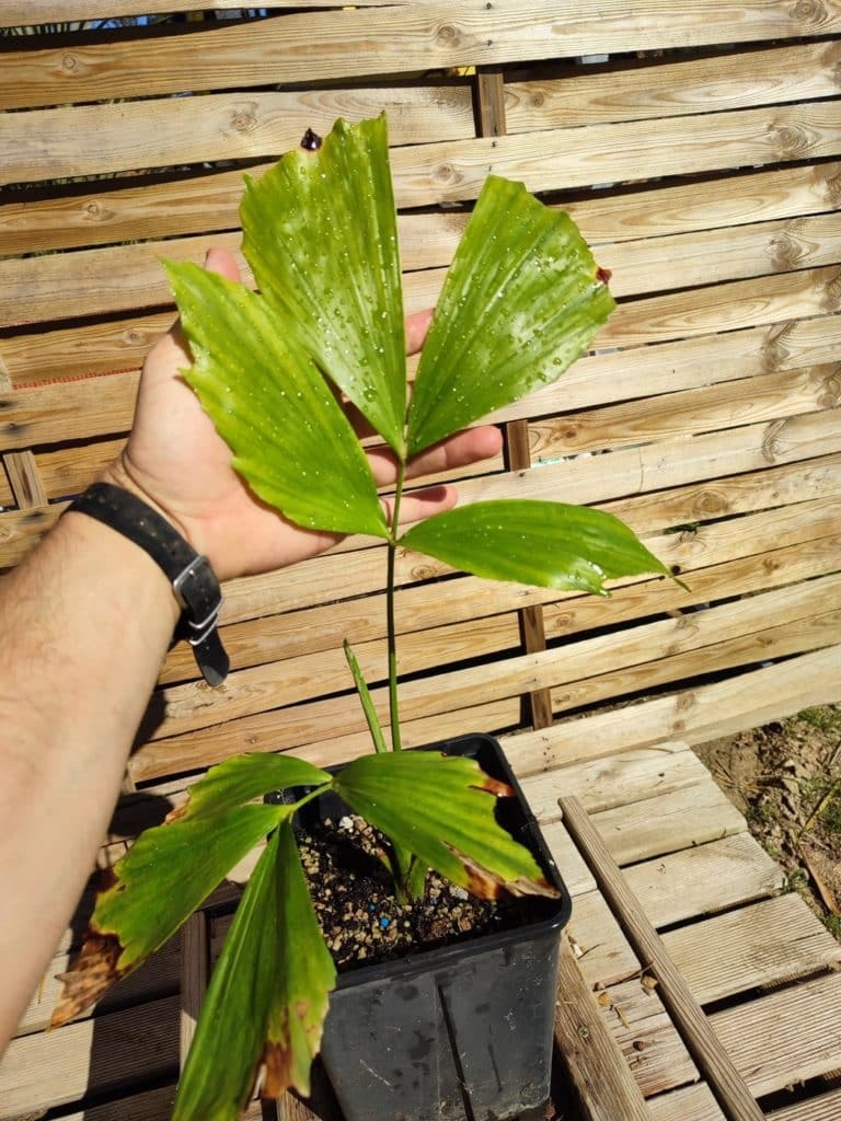 Caryota monostachya | Cycadales