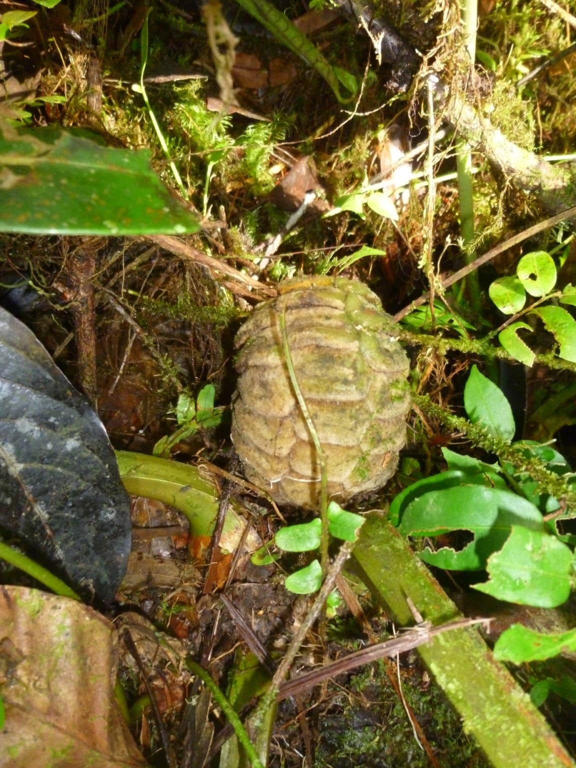 Zamia pseudoparasitica care sheet| Cycadales