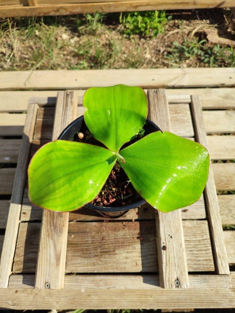 Achetez vos Costus spectabilis! | Cycadales