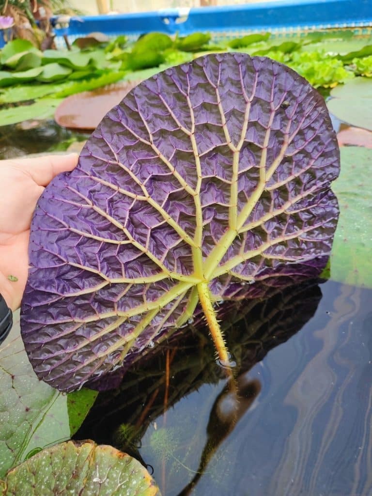 Euryale ferox 10 | Cycadales